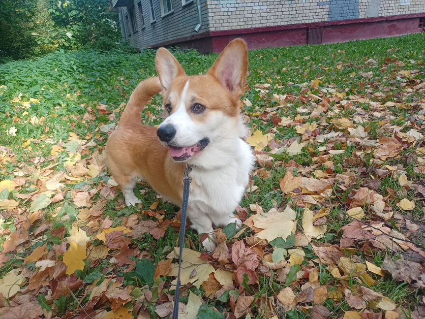 Вельш-корги вязка