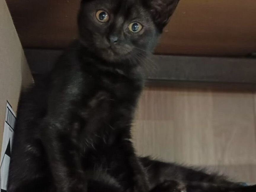 Кошка