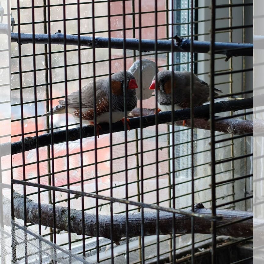 Зебровые амадины