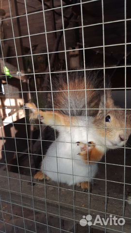 Белка, бельчата. Вольерные