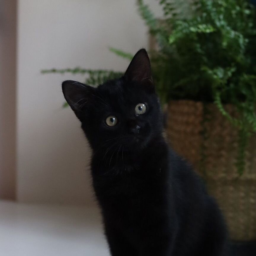 Котенок котята бесплатно