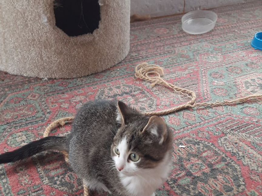 Отдам котят без оплаты