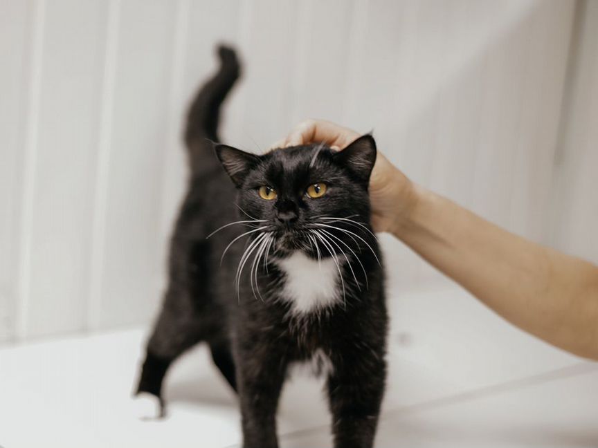Кот Уголёк ищет дом