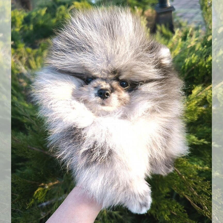 Померанский шпиц, щенок