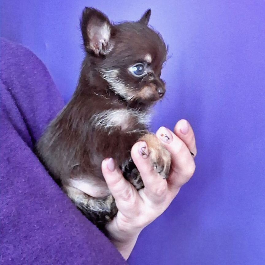 Чихуахуа, щенок