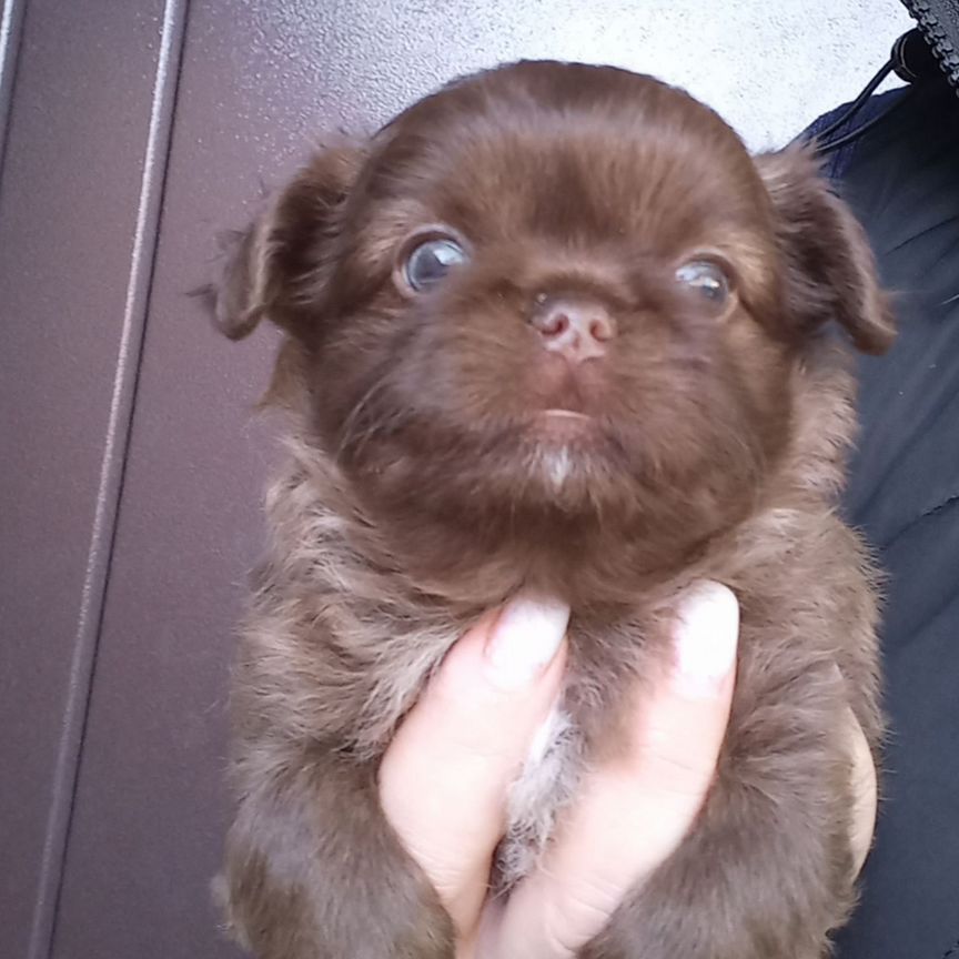 Шоко девочка и лиловый парень