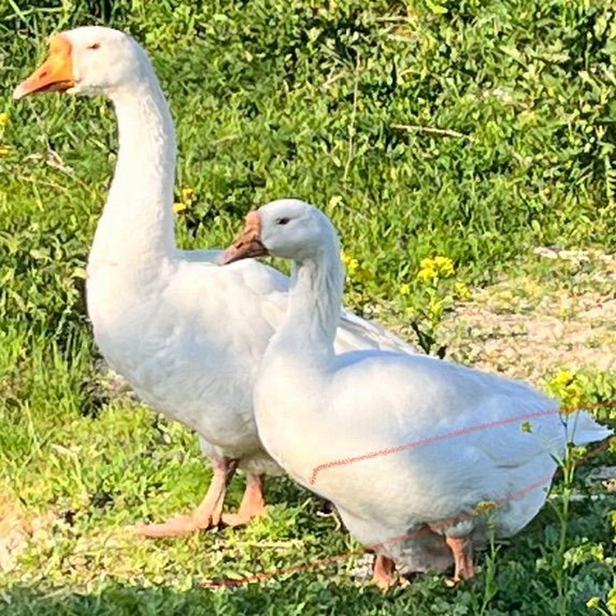 Продам гусей Линда