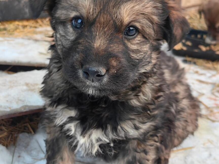 Щенок 1.5 месяца мальчик в добрые руки