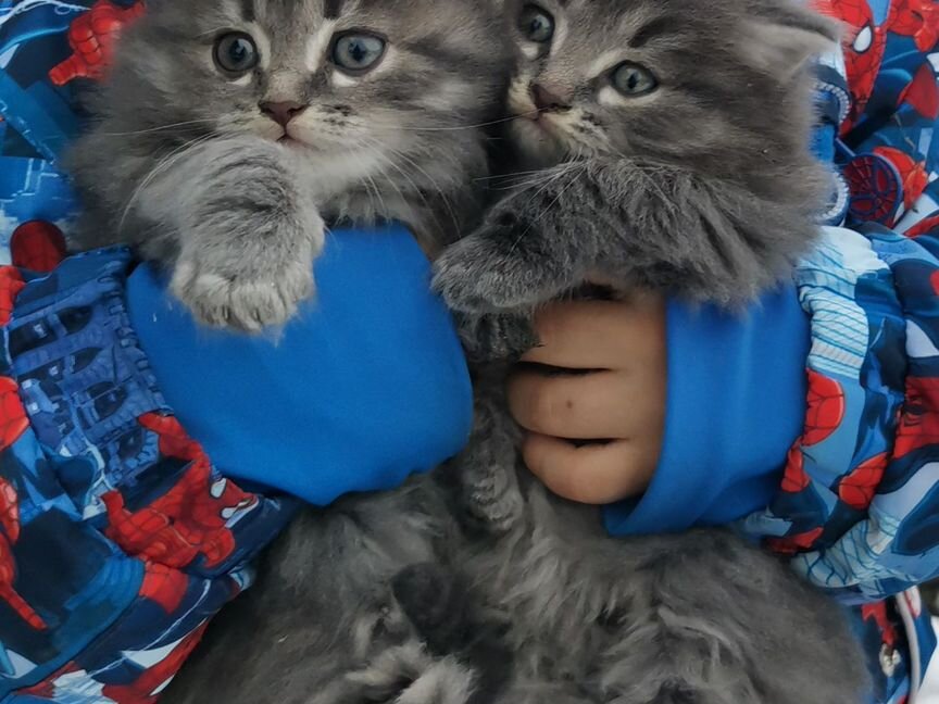 Котята в добрые руки бесплатно