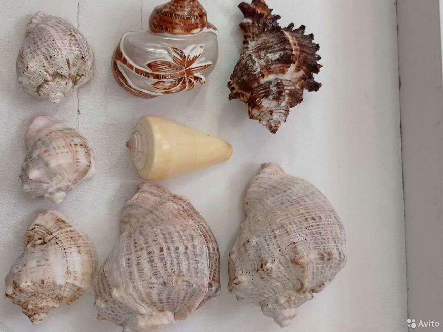 Сувениры из ракушек и ракушки