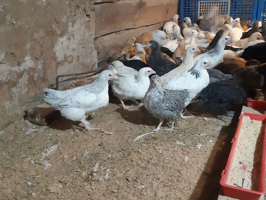 Куры молодки несушки