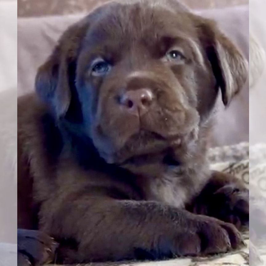 Лабрадор-ретривер, щенок