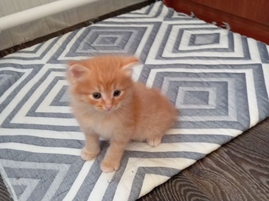 Котёнок бобтейл девочка