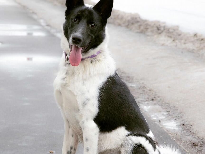 Молодой пёс ищет дом