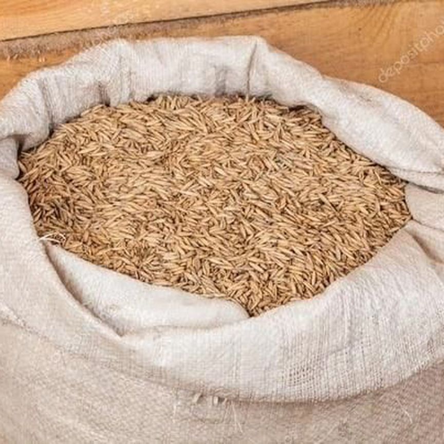 Ячмень, овес