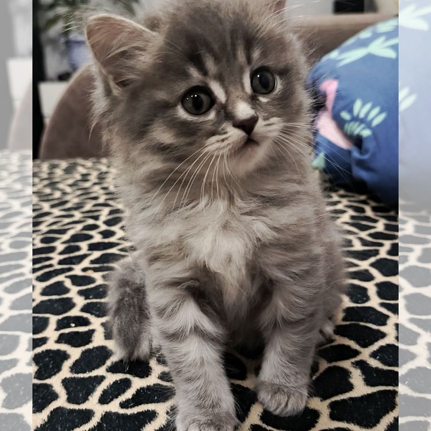 Котёнок в добрые руки