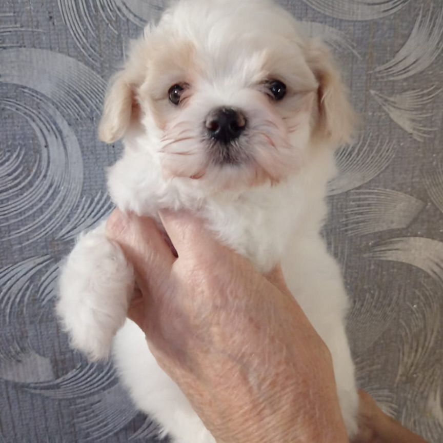 Девочка болоночка