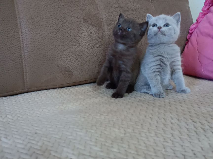 Британские котята