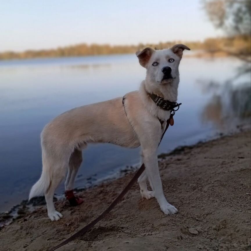 Светлый пёс в добрые руки