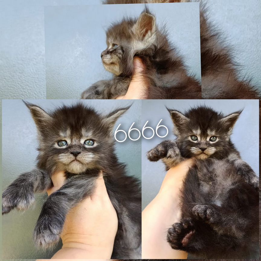 Мейн-кун полидакты девочка 6666