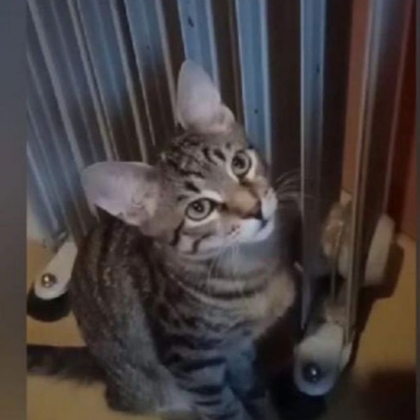 Котята в добрые руки бесплатно