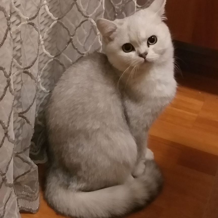 Шотландская прямоухая короткошёрстная, взрослая кошка