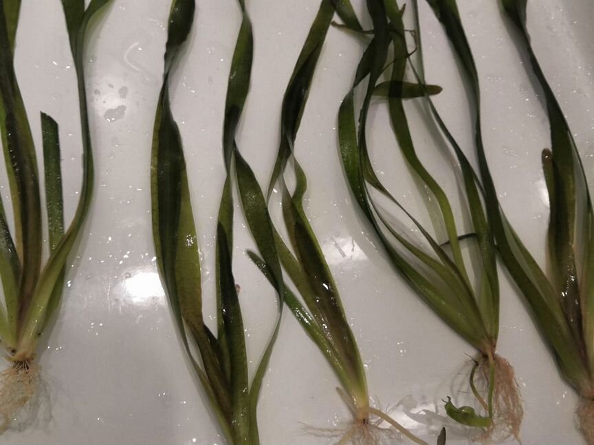 Валиснерия гигантская