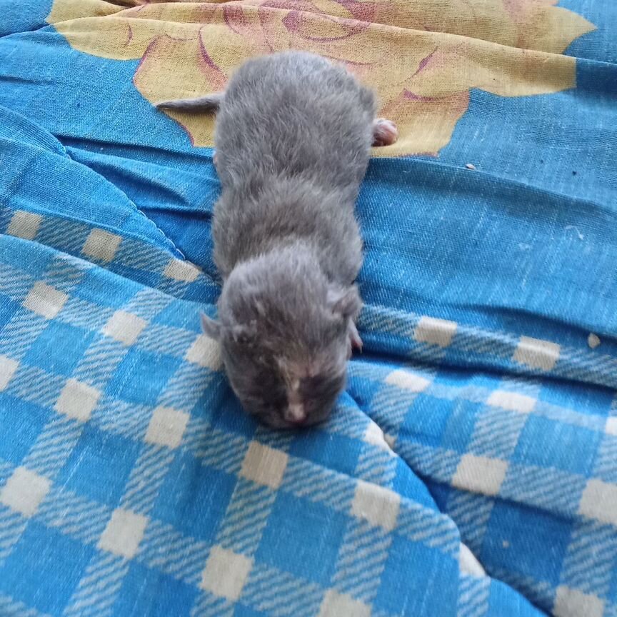 Отдам бесплатно котят девочек