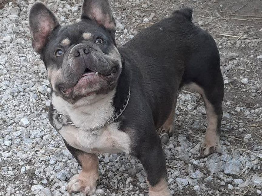 Французский бульдог лилак