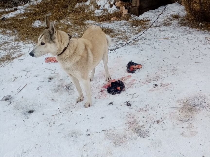 Продам собак