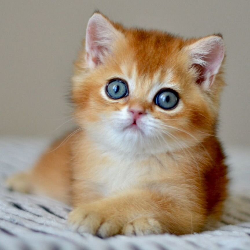 Bri ny11 мальчик