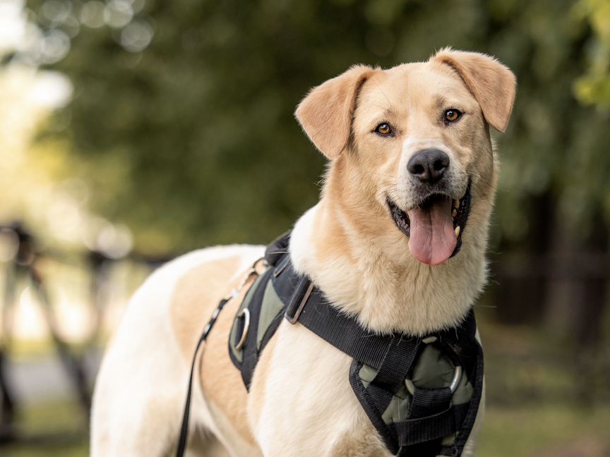 Метис лабрадора в поиске дома