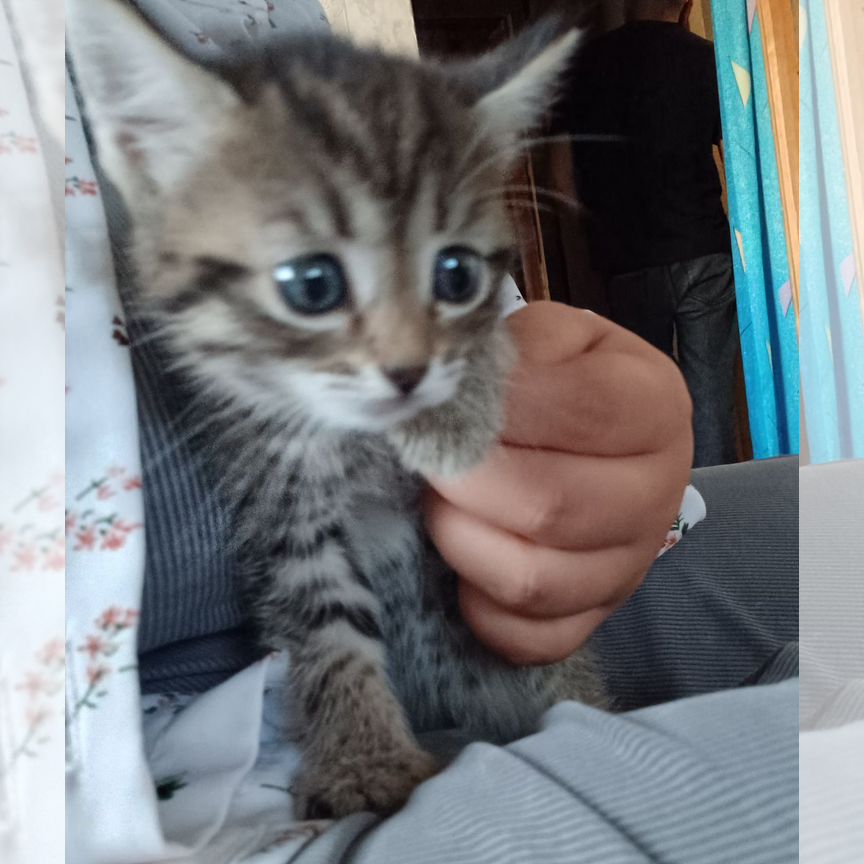 Котёнок в добрые руки