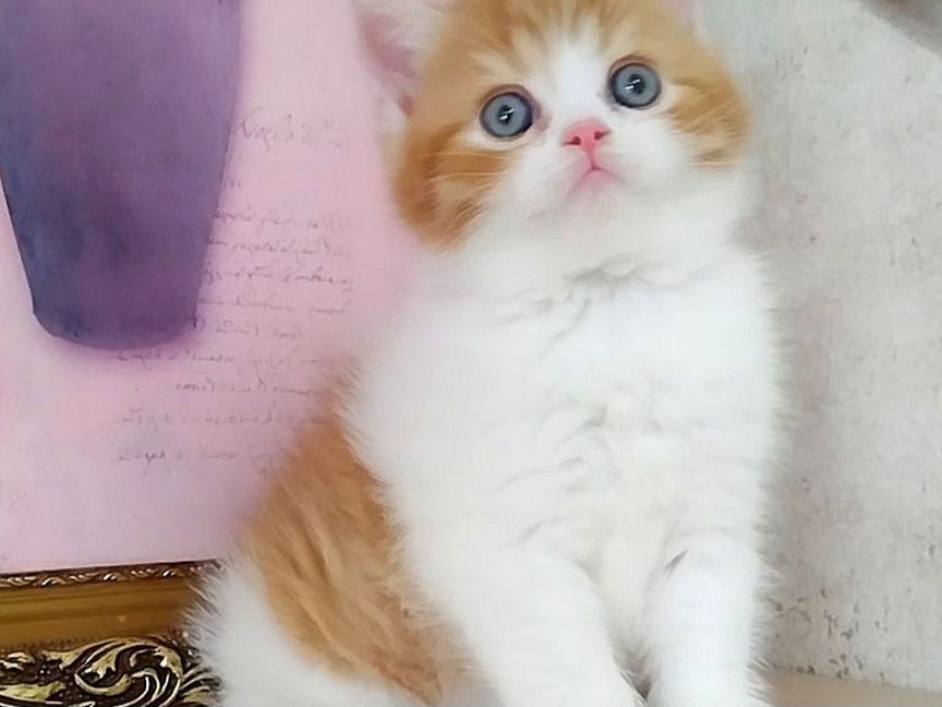 Котенок шоу класса