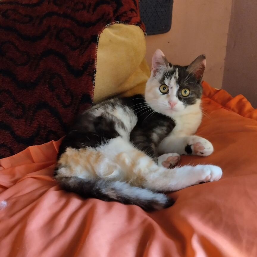 5 месячный котёнок
