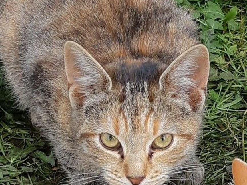 Котенок черепаховая девочка