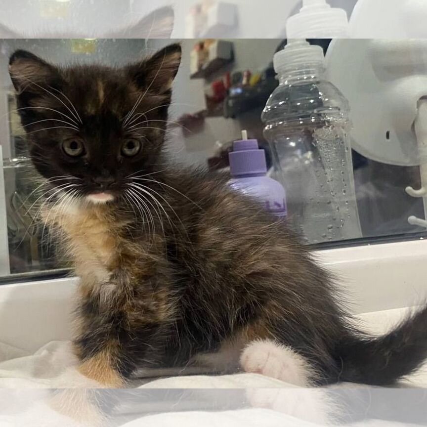 Котёнок в добрые руки