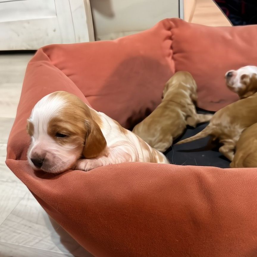 Английский кокер-спаниель, щенок