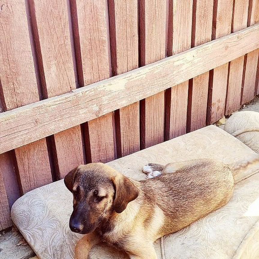 Ася ищет свою семью