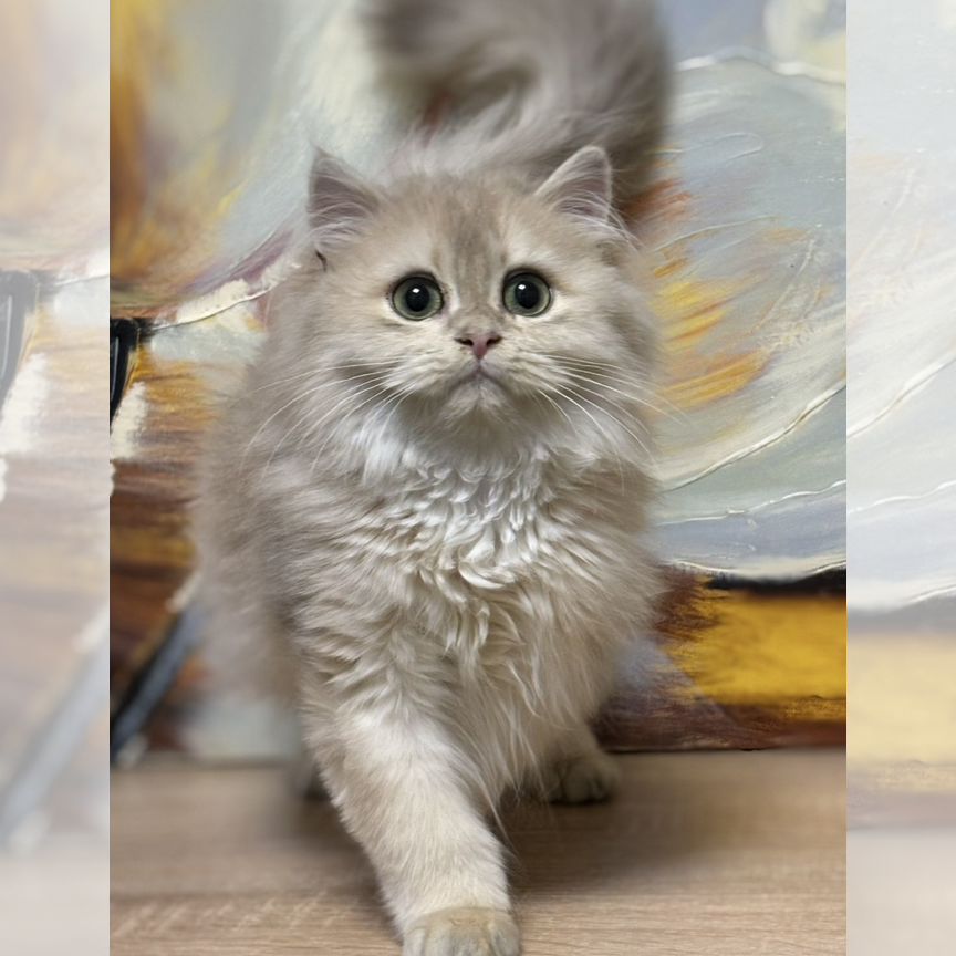 Британский длинношёрстный котёнок
