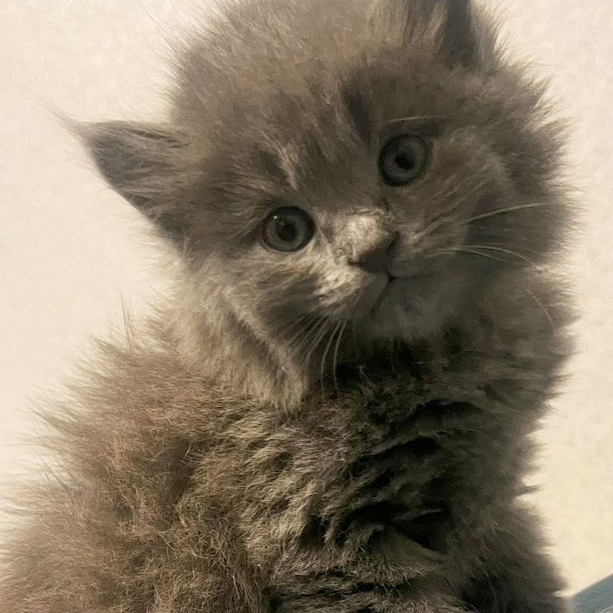 Сибирские котята