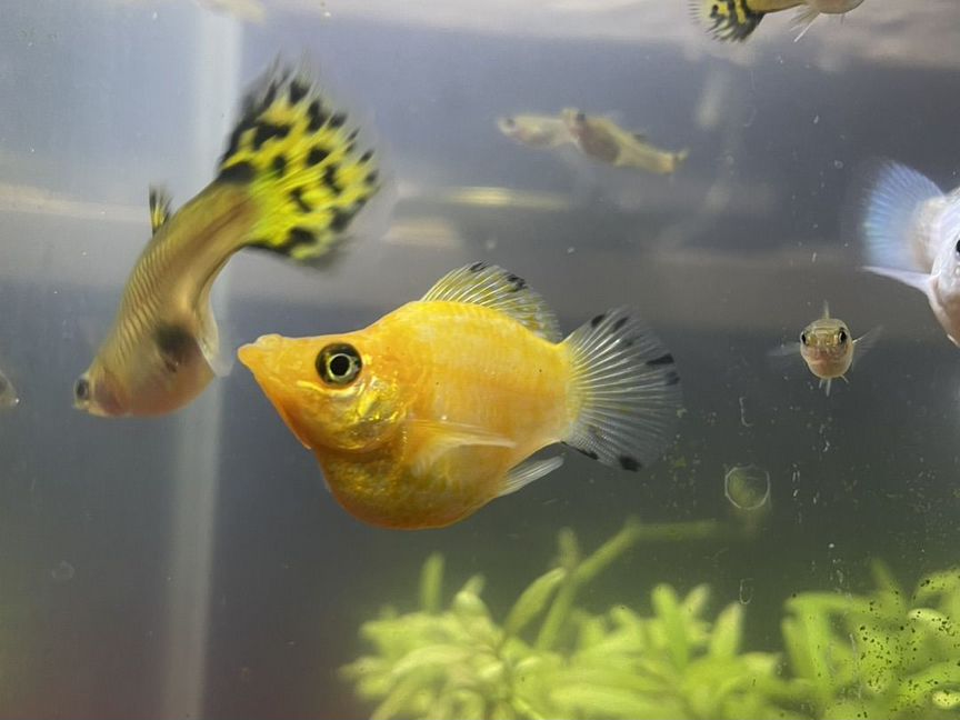 Гуппи и Моллинезиии баллон