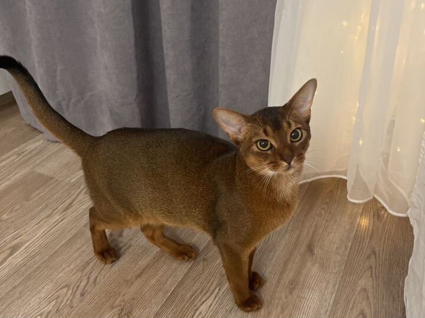 Абиссинская