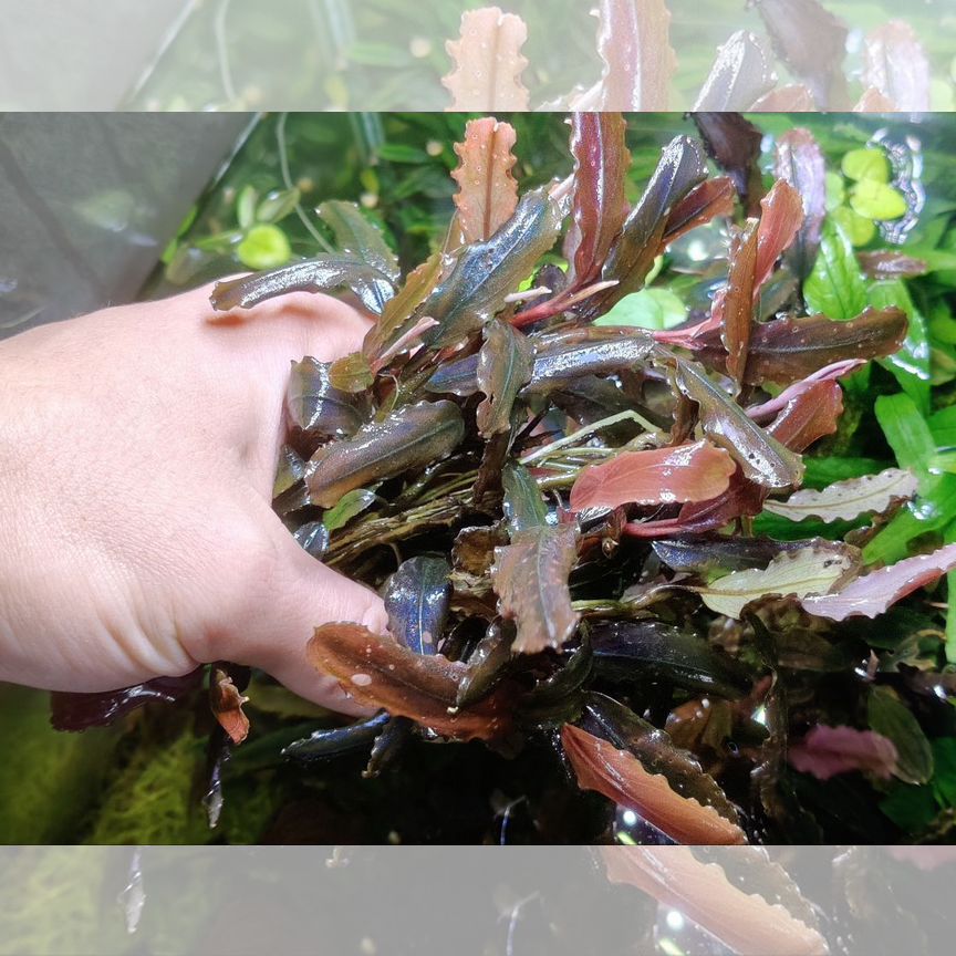 Аквариумные растения (буцефаландры)