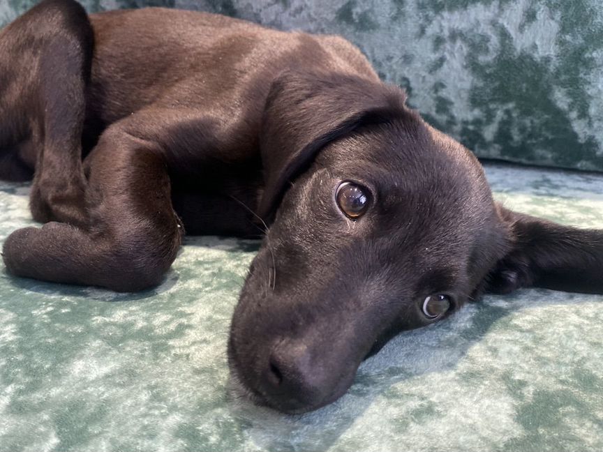 Щенок в добрые руки