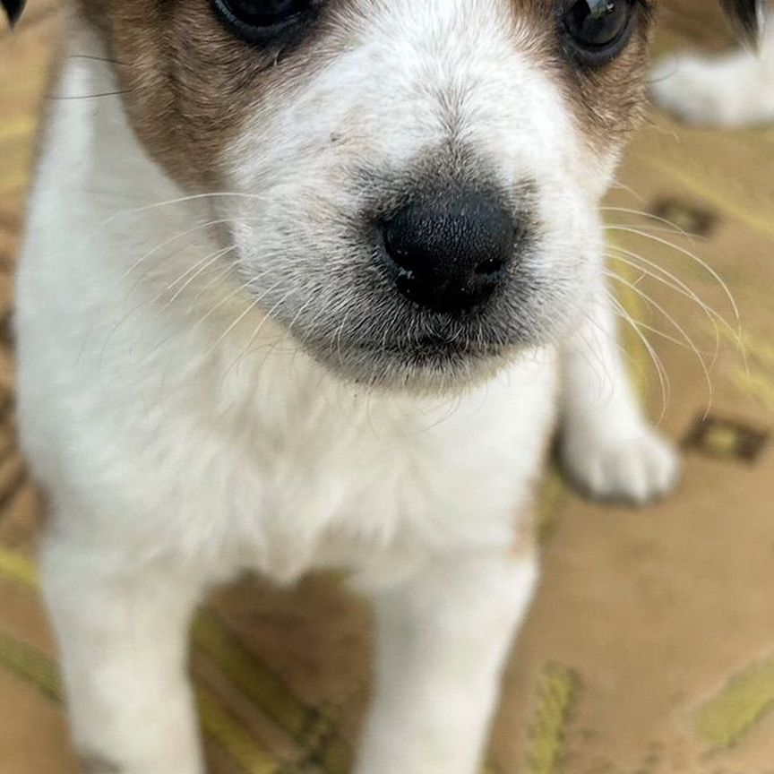 Джек рассел терьер