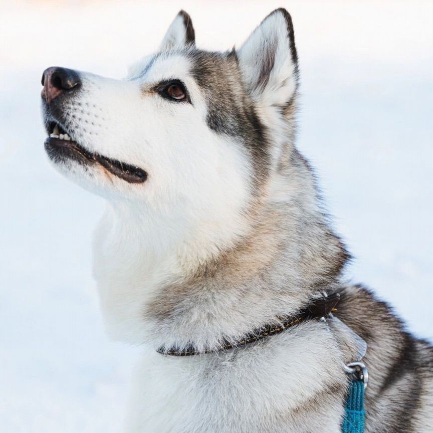 Сибирский хаски, взрослая собака