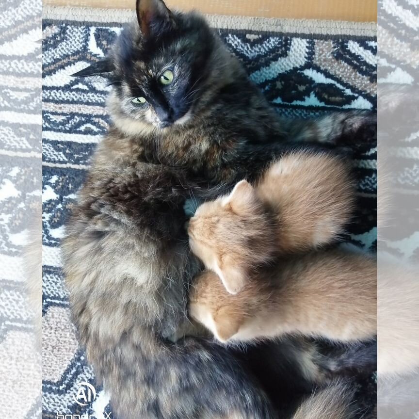 Котята в добрые руки