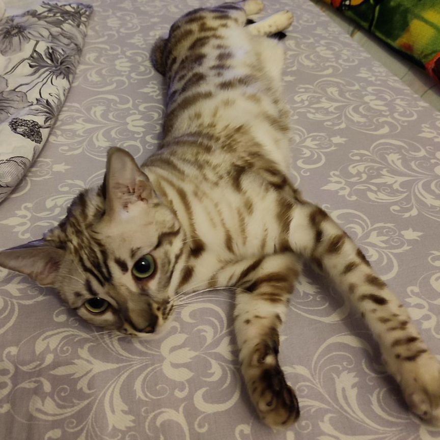 Белая бенгальская кошка