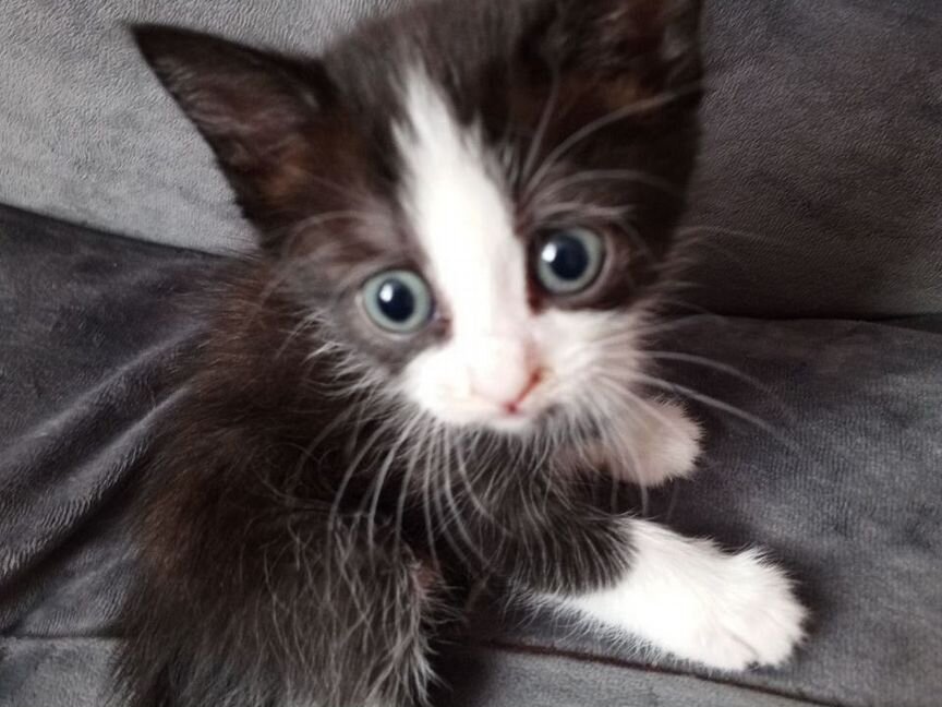 Котята в добрые руки 1 месяц